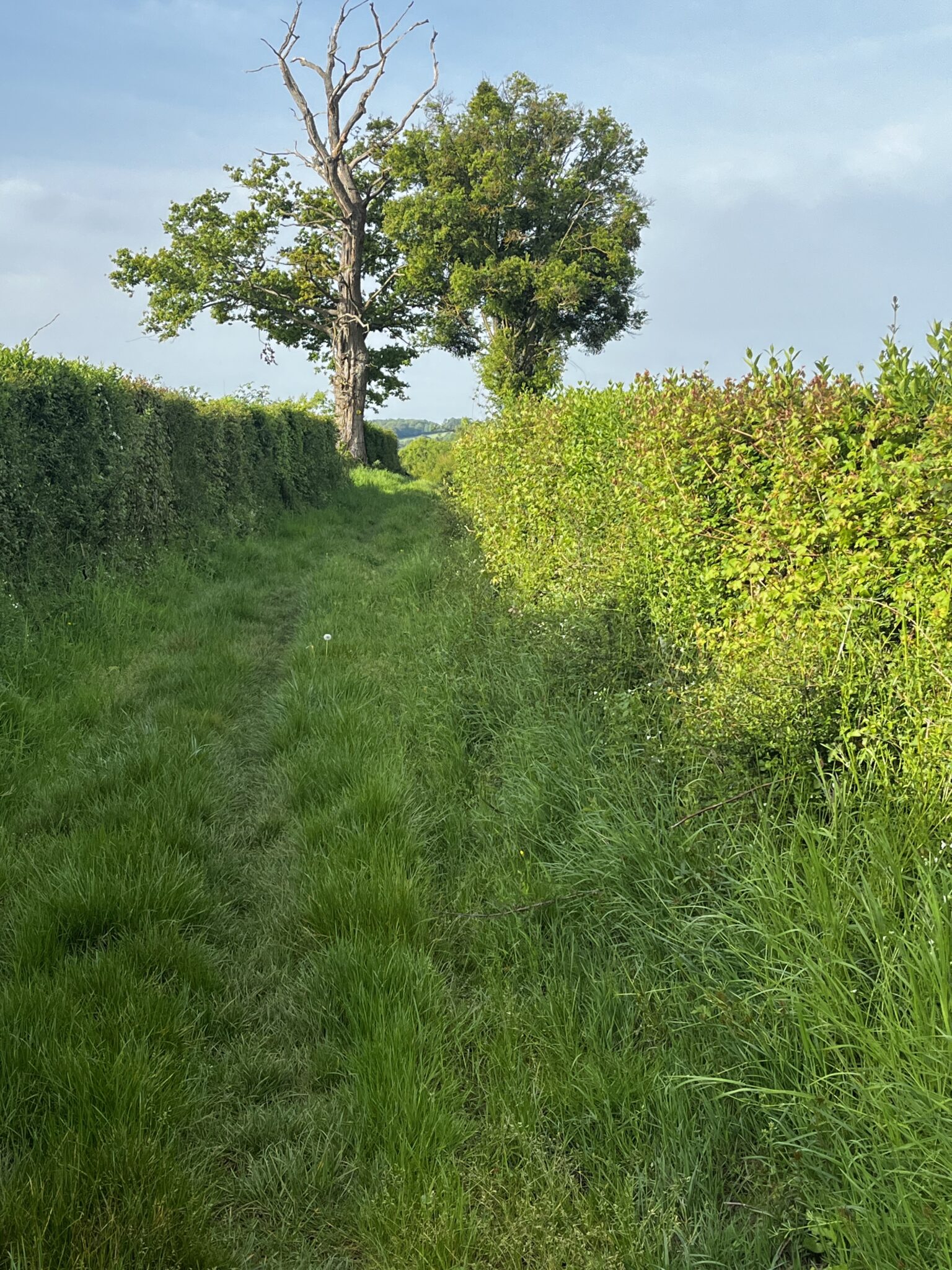 Via Lemovicensis: the Eaves of Lothlórien – Pilgrims on the Way